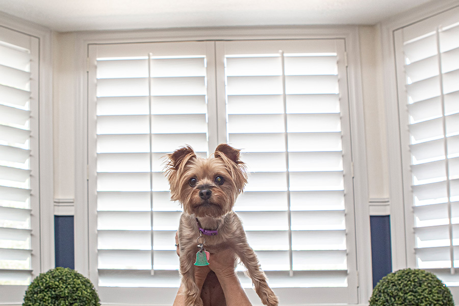 The Top Dog-Proof Window Treatments For Fort Lauderdale | Sunburst ...